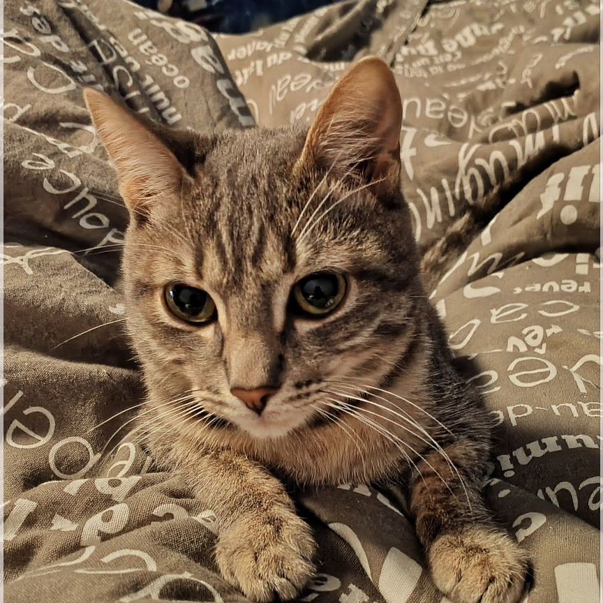 Отдам кота в добрые руки бесплатно