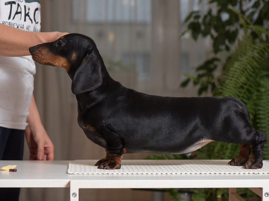 Карликовая такса