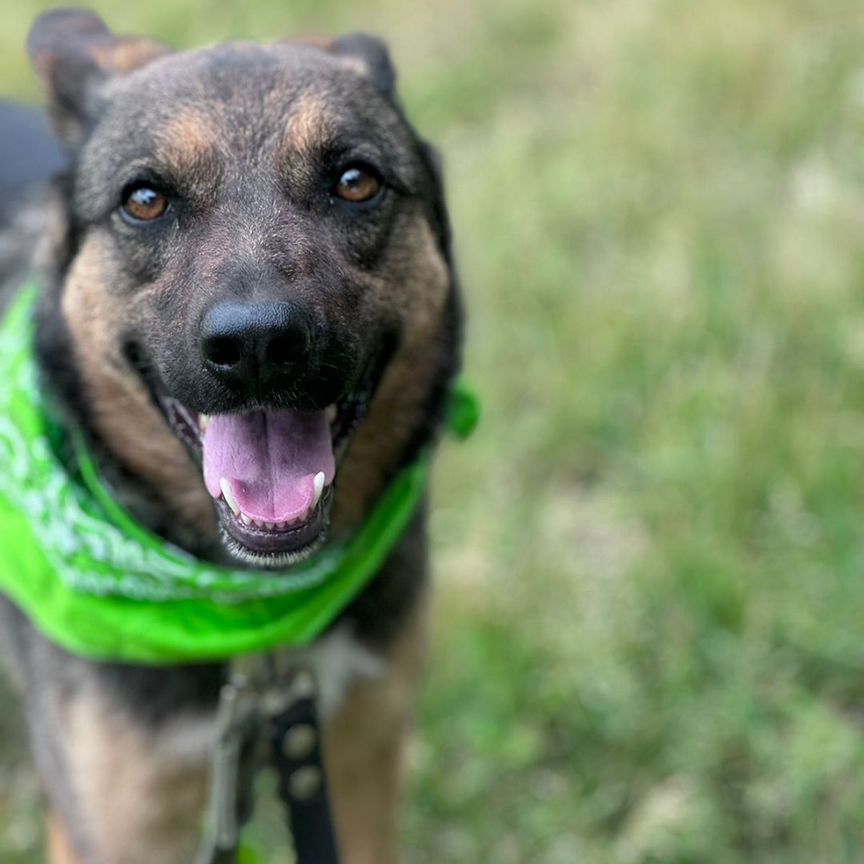 Молодой Брют выбирает вас