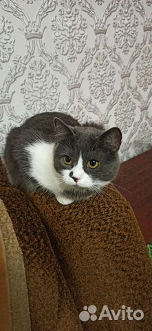 Кошка Муха