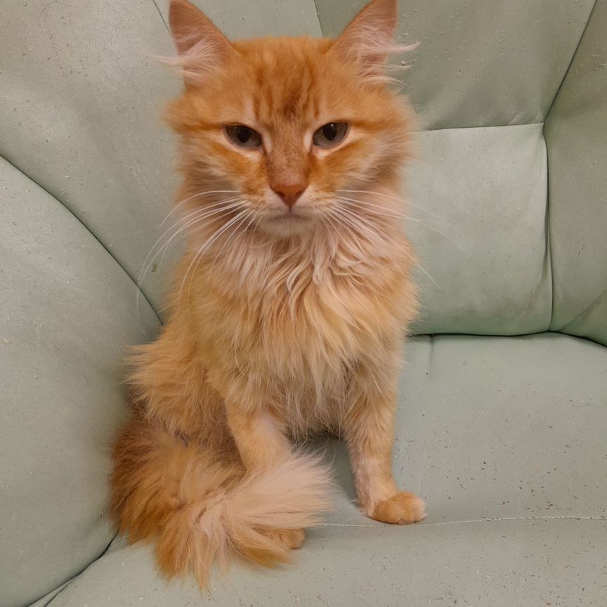 Котик