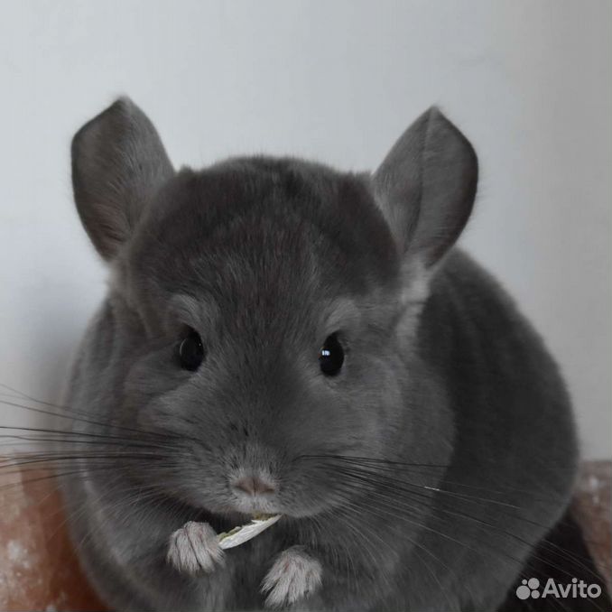 Шиншилла мальчик