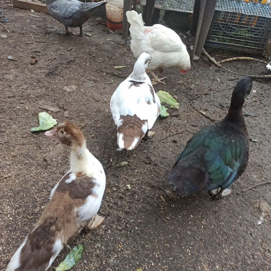 Мускусные утки индоутки индоутята