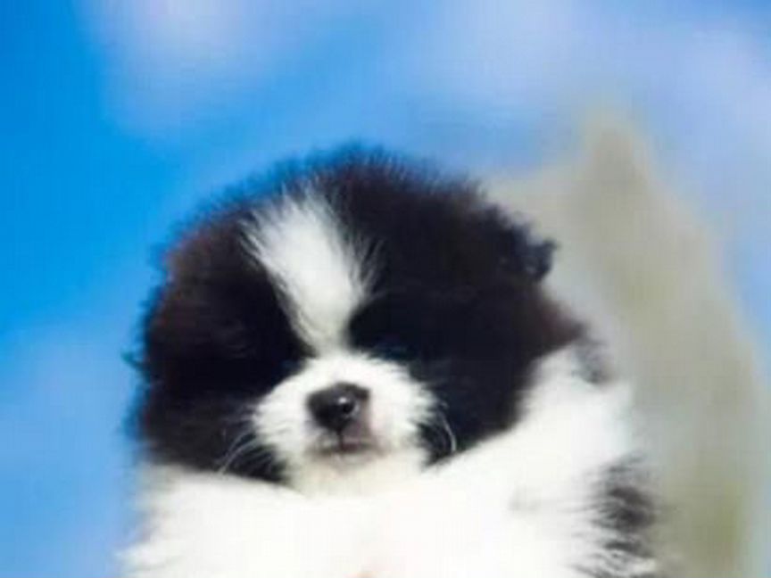 Щенки померанского шпица медвежьего типа