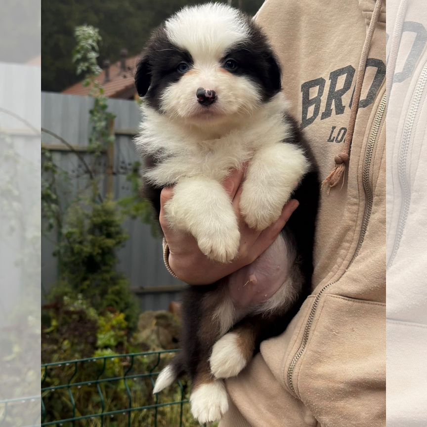 Австралийская овчарка, щенок