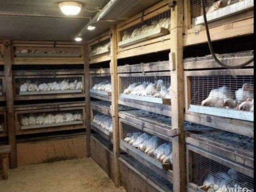 Выращивание бройлеры Росс-308