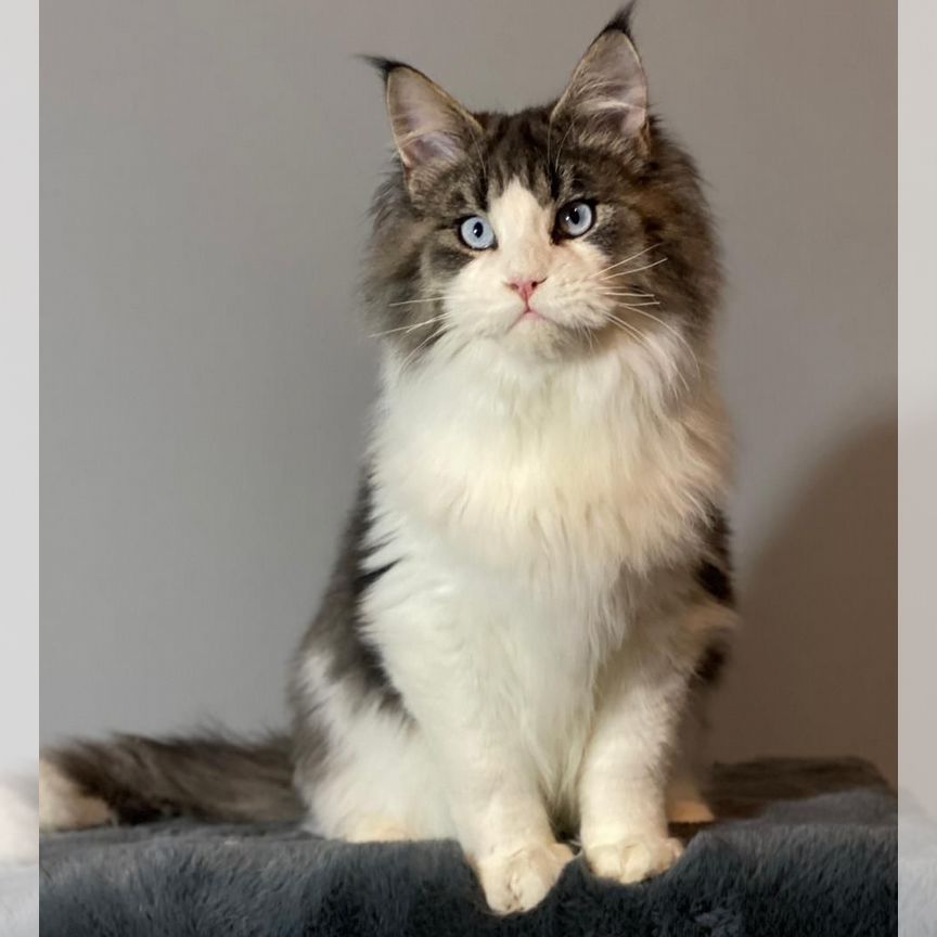 Мейн-кун котёнок