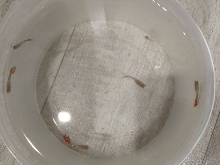 Рыбы гуппи, домик, корм, грунт