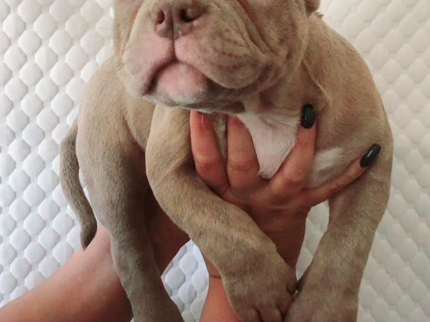 Американский булли девочки лиловые