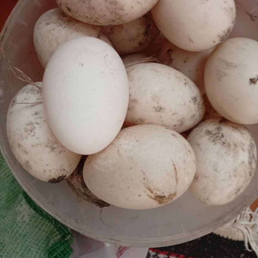 Яйцо индоутки черные