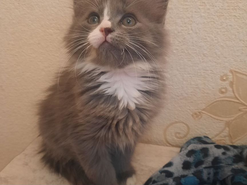 Ищу семью котенку