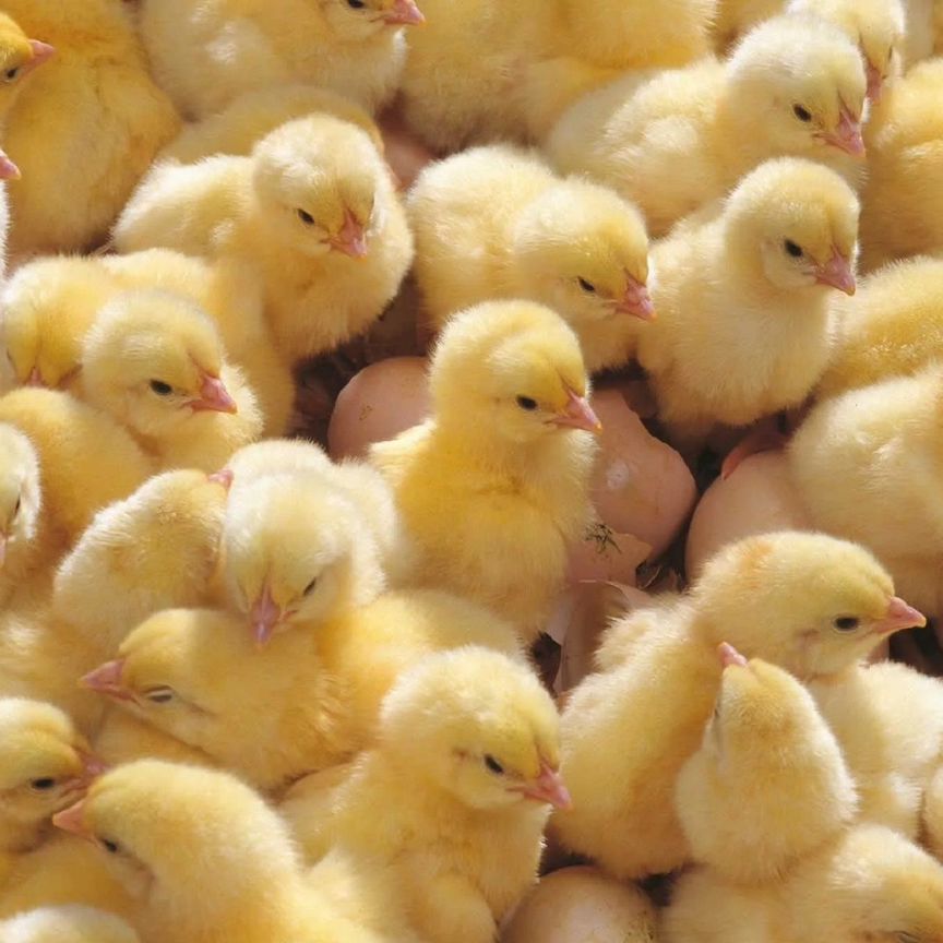 Продажа цыплят броллера