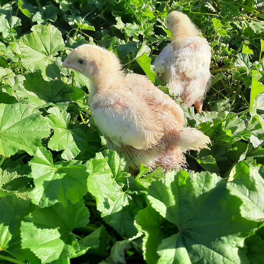 Цыплята бройлеры кобб 500