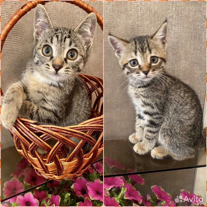 Полосатые девчушки ищут семьи