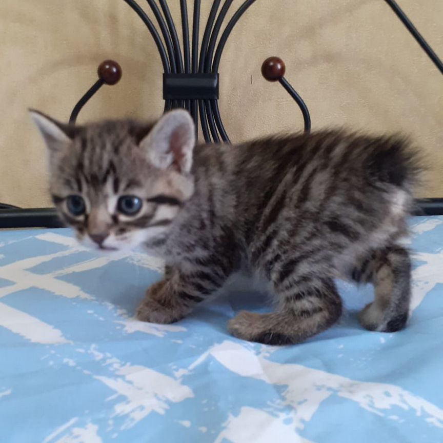 Котята - Курильские бобтейлы