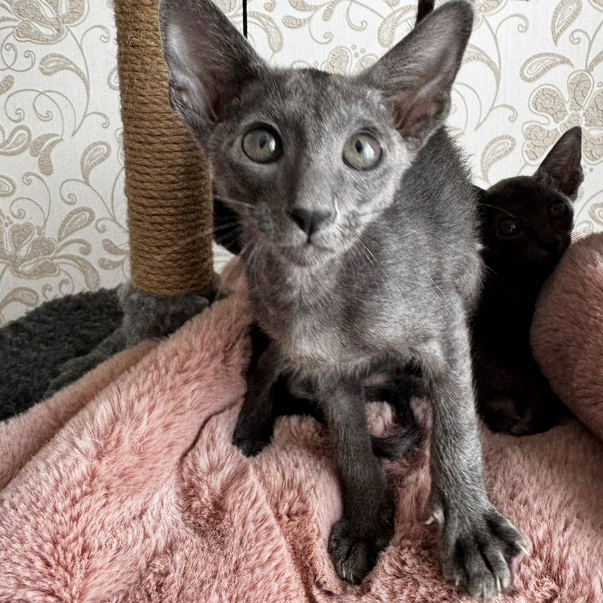 Ориентальные котята