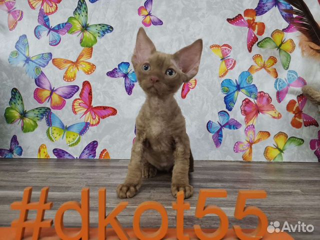Котята девон-рекс