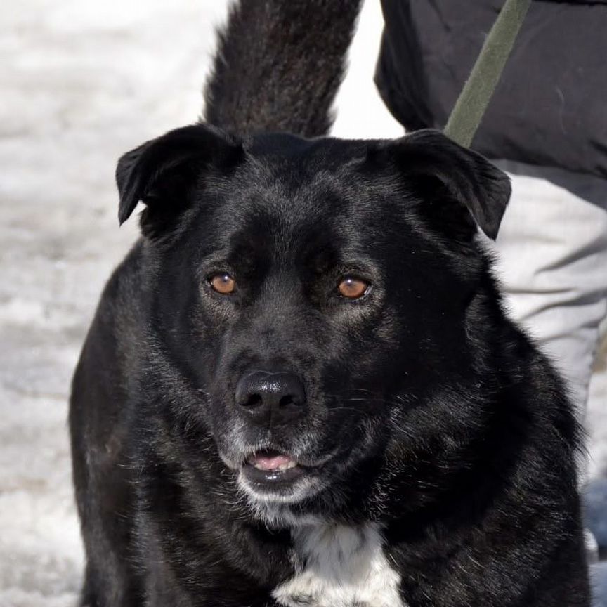 Взрослая собака в добрые руки