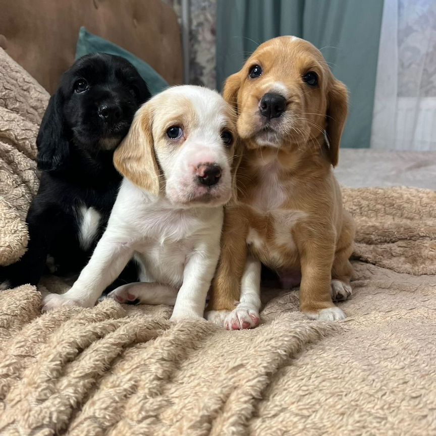 Щенки кокер спаниеля