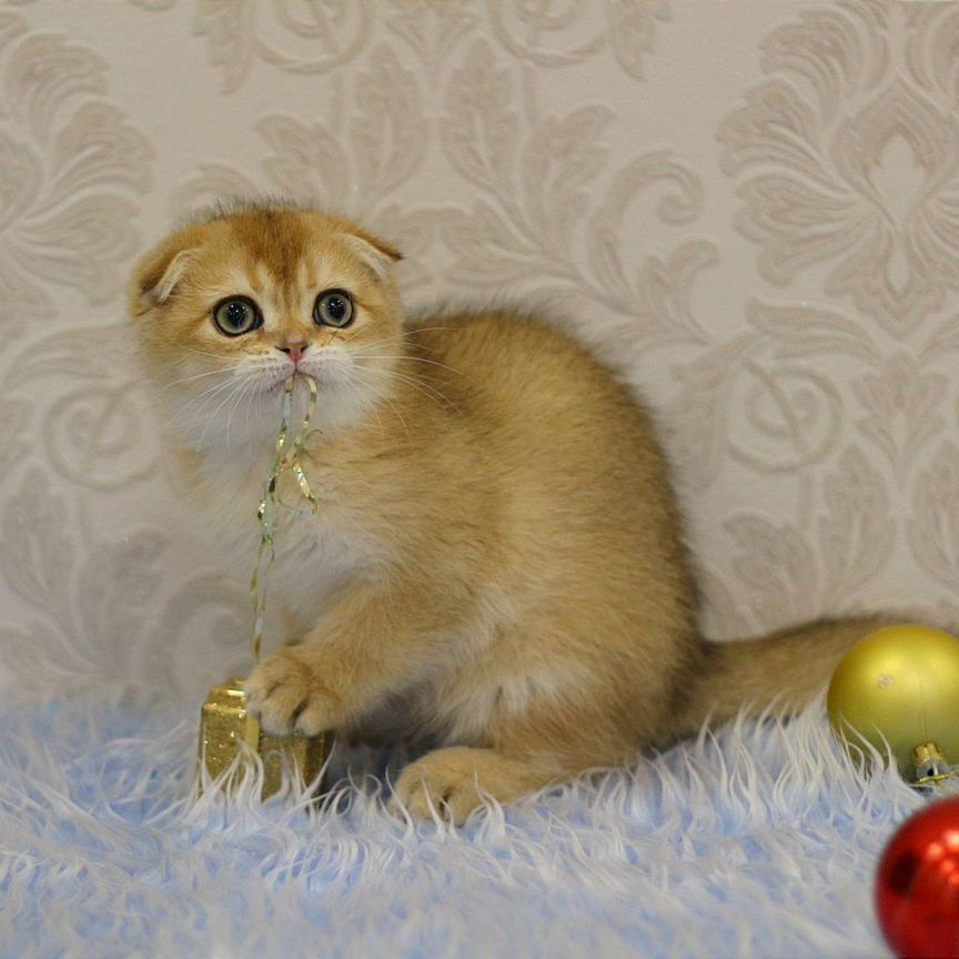 Золотой вислоухий котенок ny11