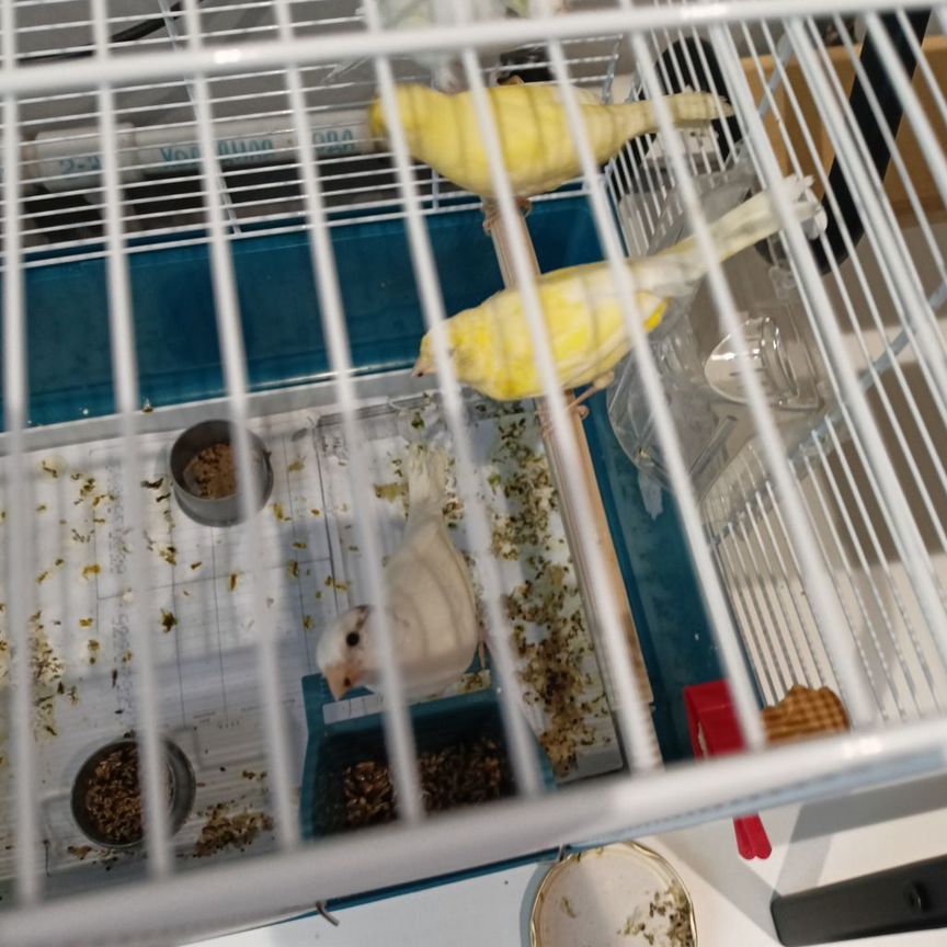 Канарейки самки