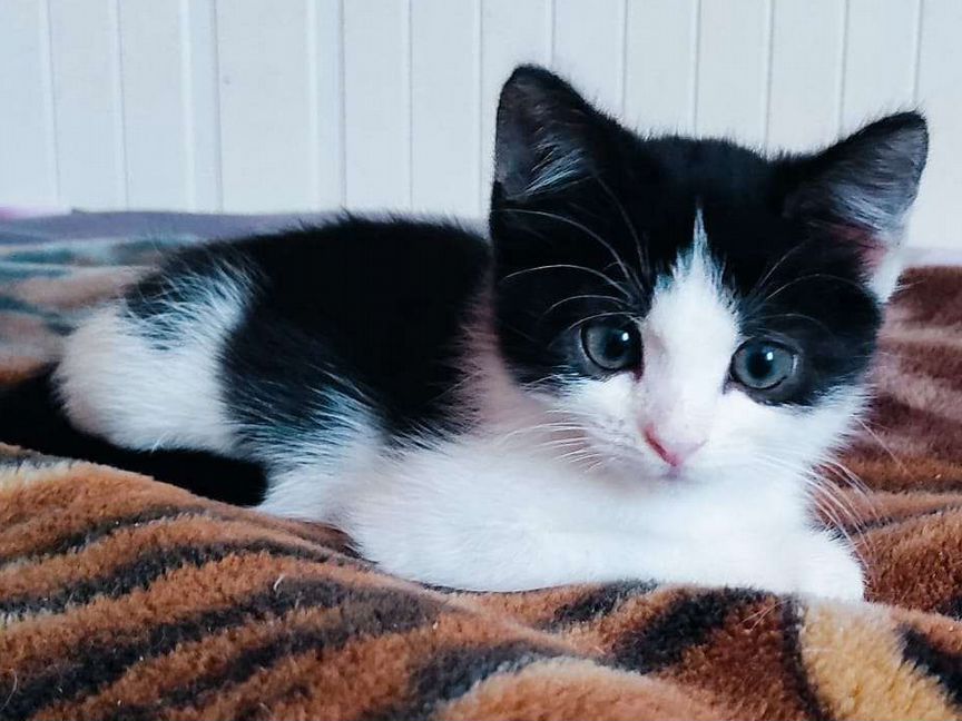 Котенок британский