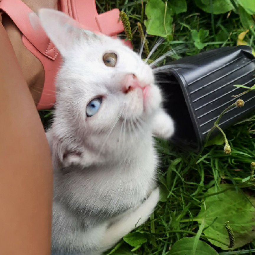 Девочку в добрые руки