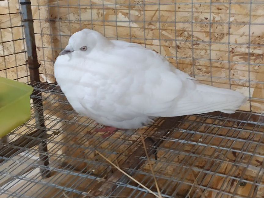 Голубь белый