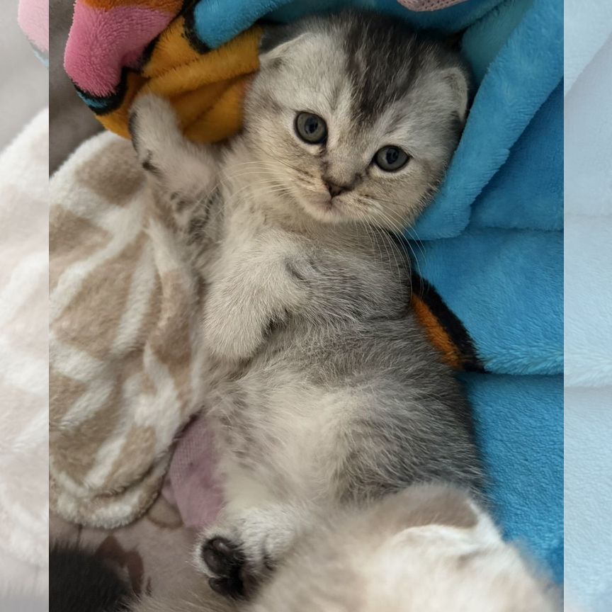 Шотландские котята