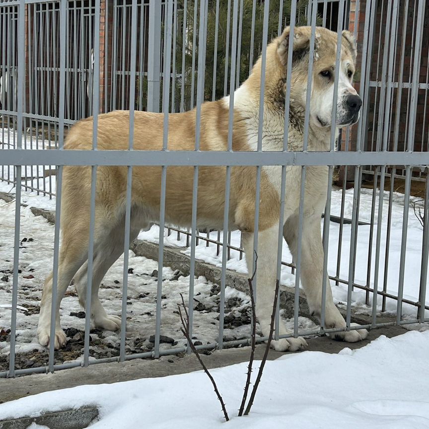 Среднеазиатская овчарка вязка