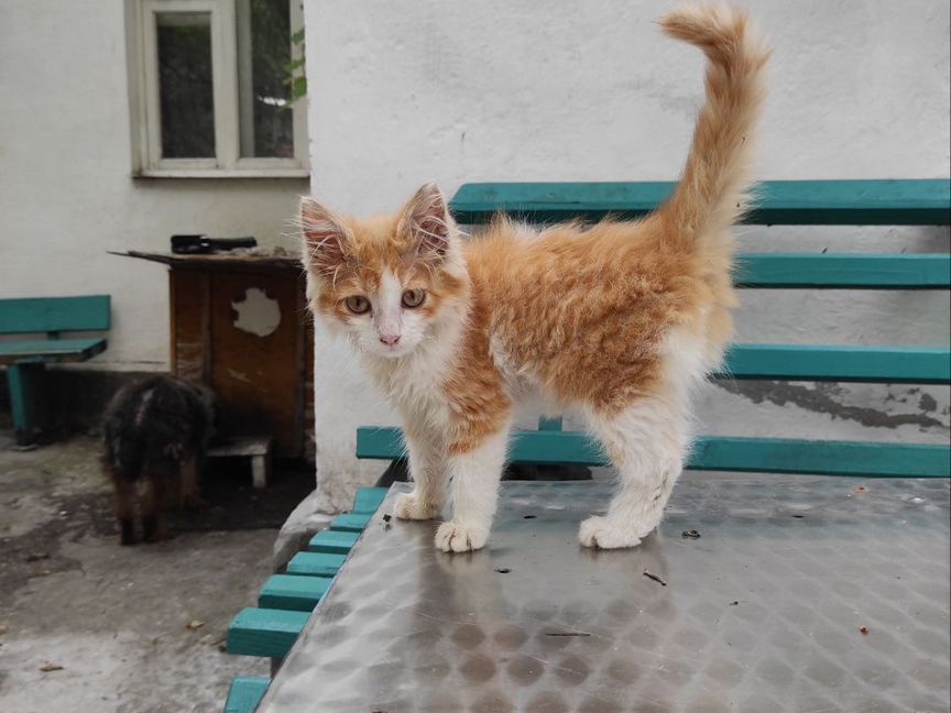 Котёнок ищет дом (девочка)