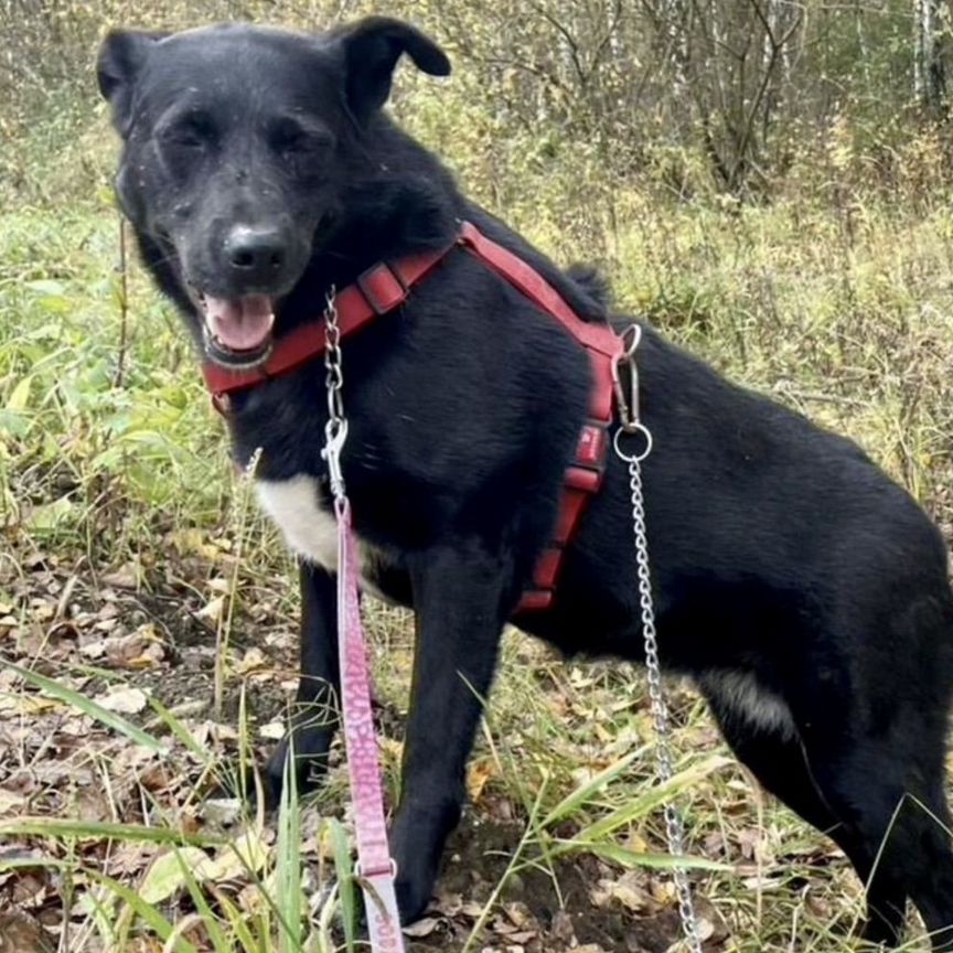 Взрослая собака в добрые руки