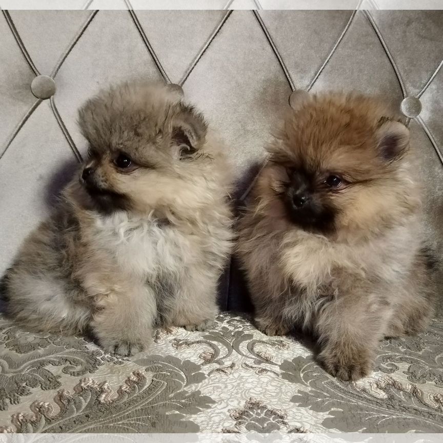 Померанский шпиц, щенок