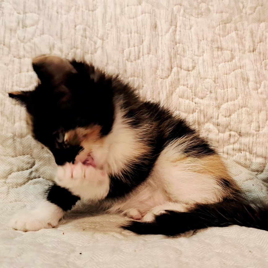 Котёнок в добрые руки