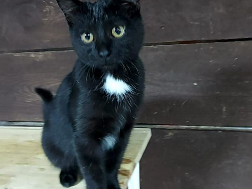 Отдам котенка