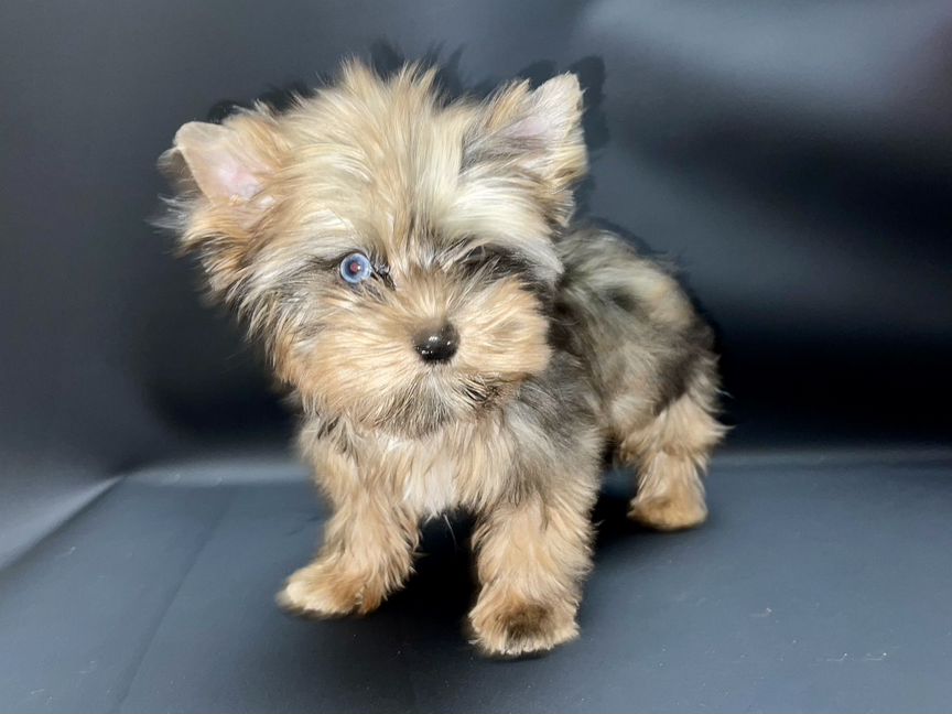 Голубоглазая супермикро девочка