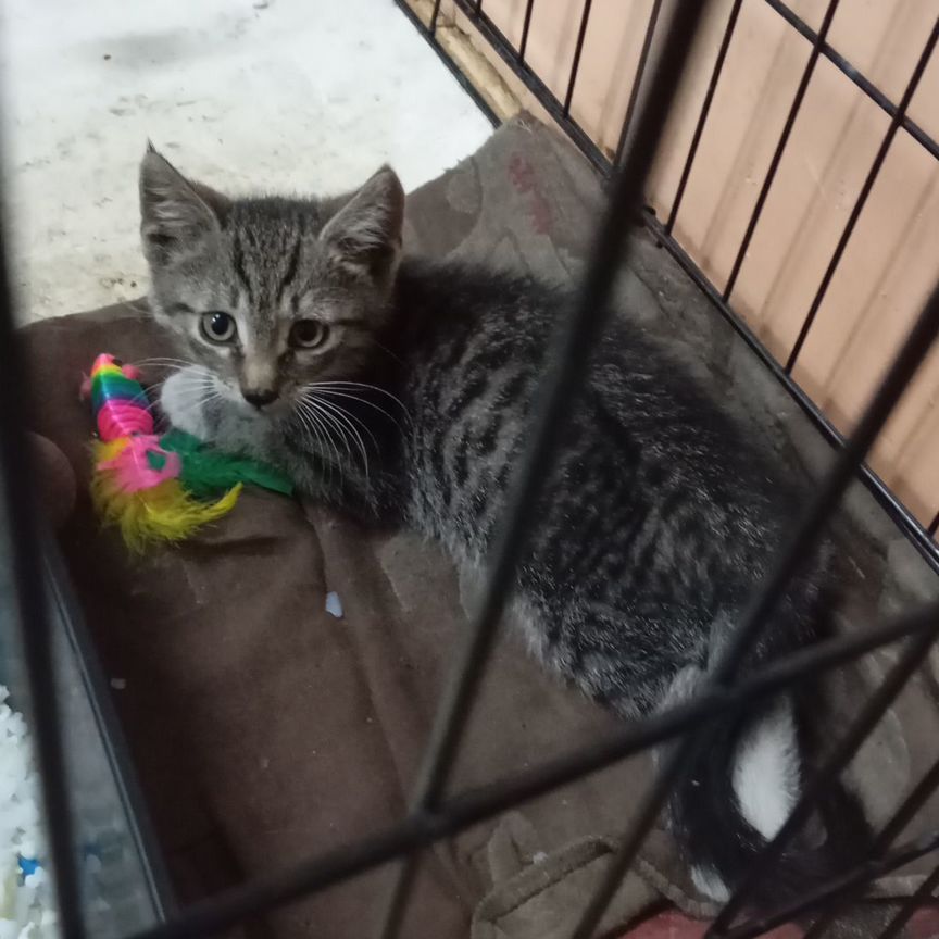 Котёнок в добрые руки