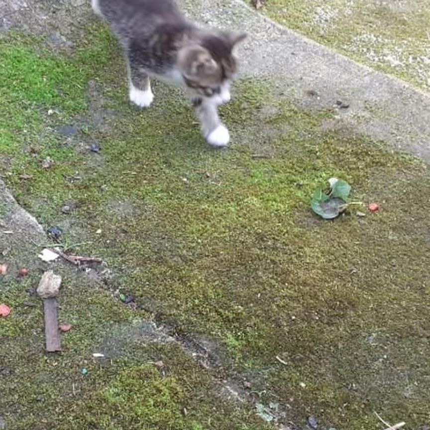 Котятам с улицы нужна временная передержка