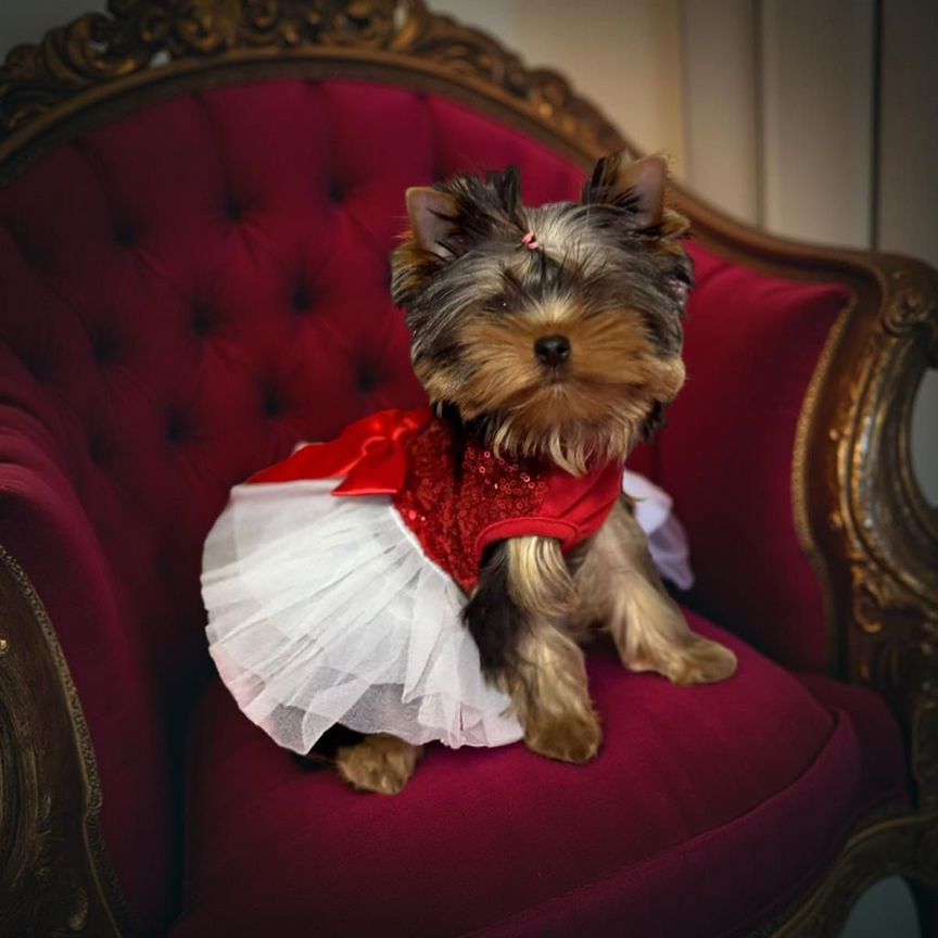 Йоркширский терьер мини