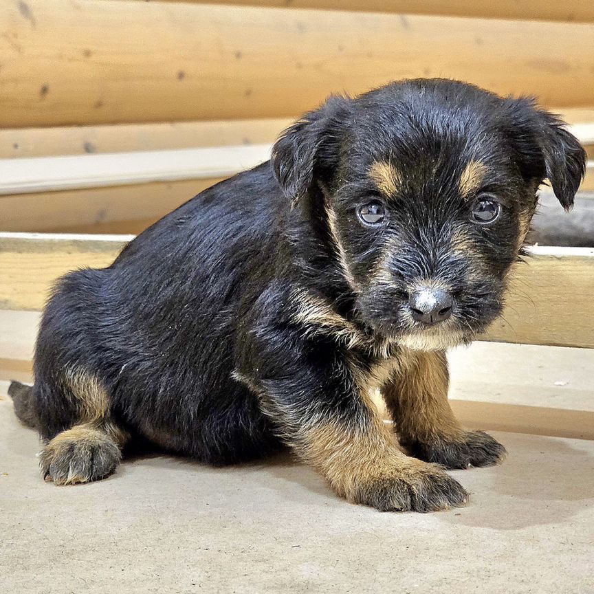 Щенок Тайга 1 мес. Среднего размера, Привезём