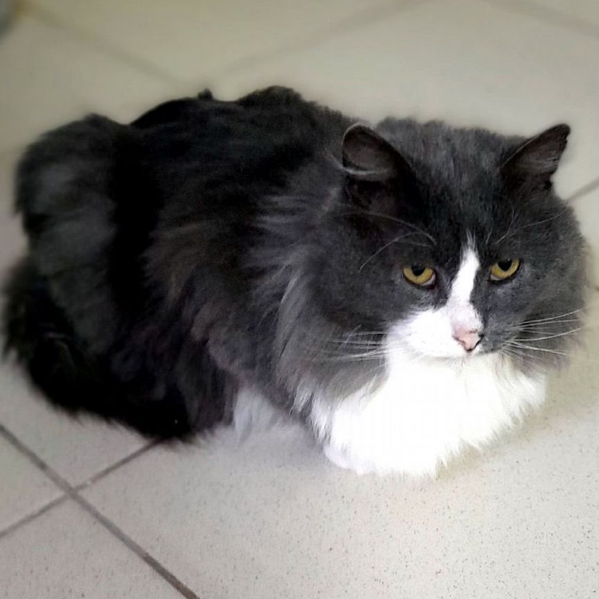 Взрослый кот в добрые руки