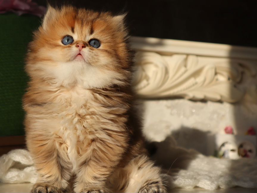 Британские котята, золотая шиншилла