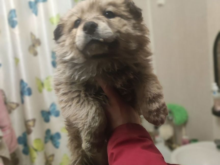 Щенок девочка родила сука на заводе