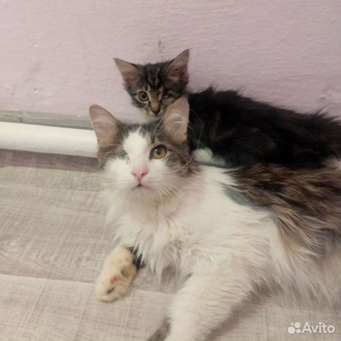 Одноглазый котик (из приюта)