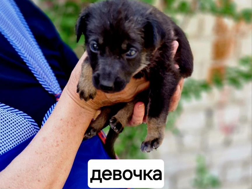 Щенки в добрые руки