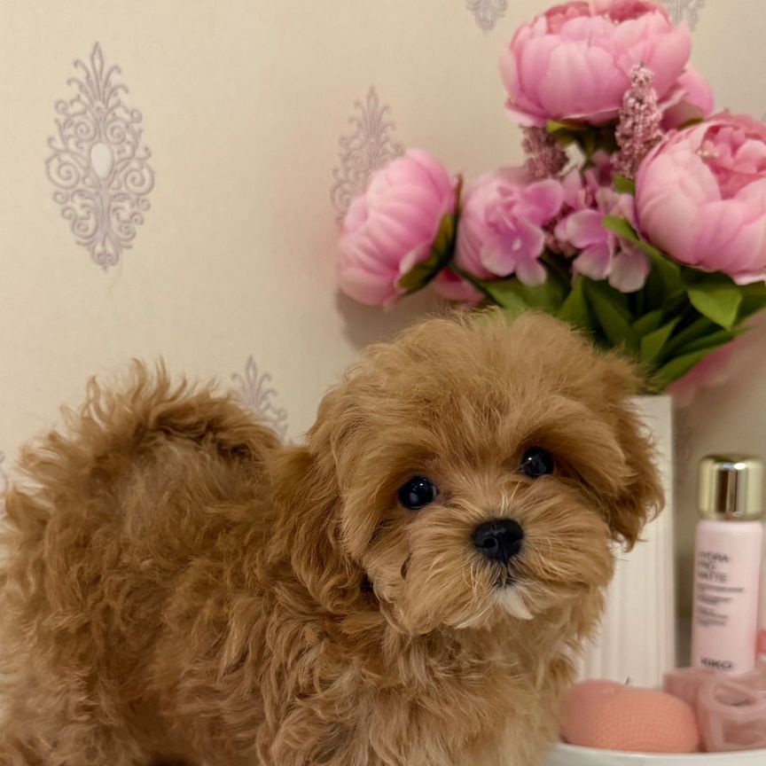 Мальтипу, щенок