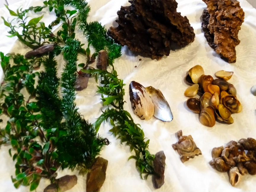 Аквариумная суета