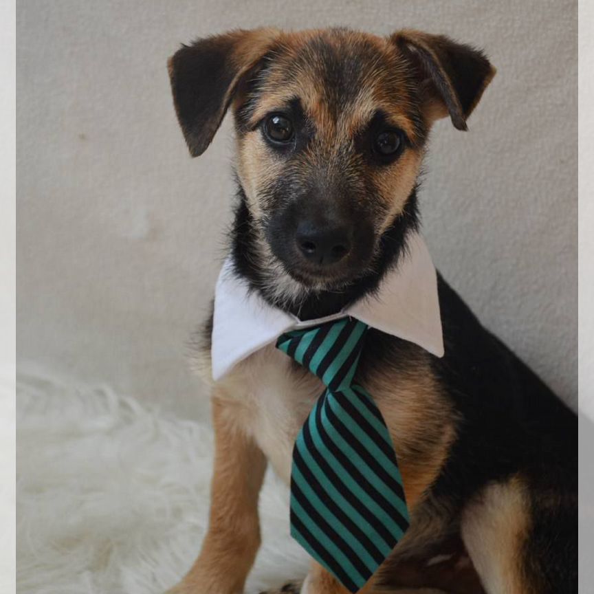 Щенок в добрые руки