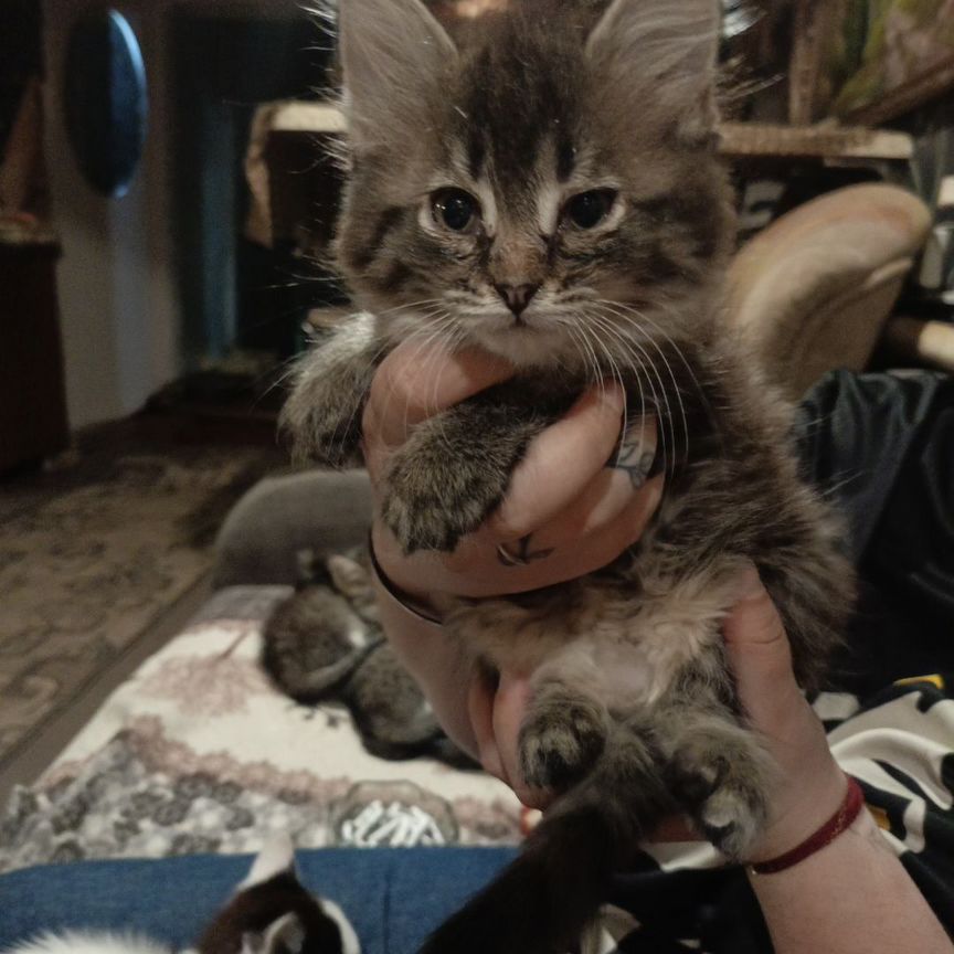 Котята