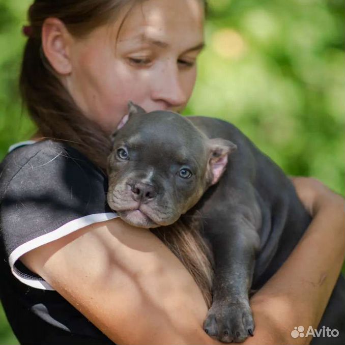 Шикарные парни американский булли